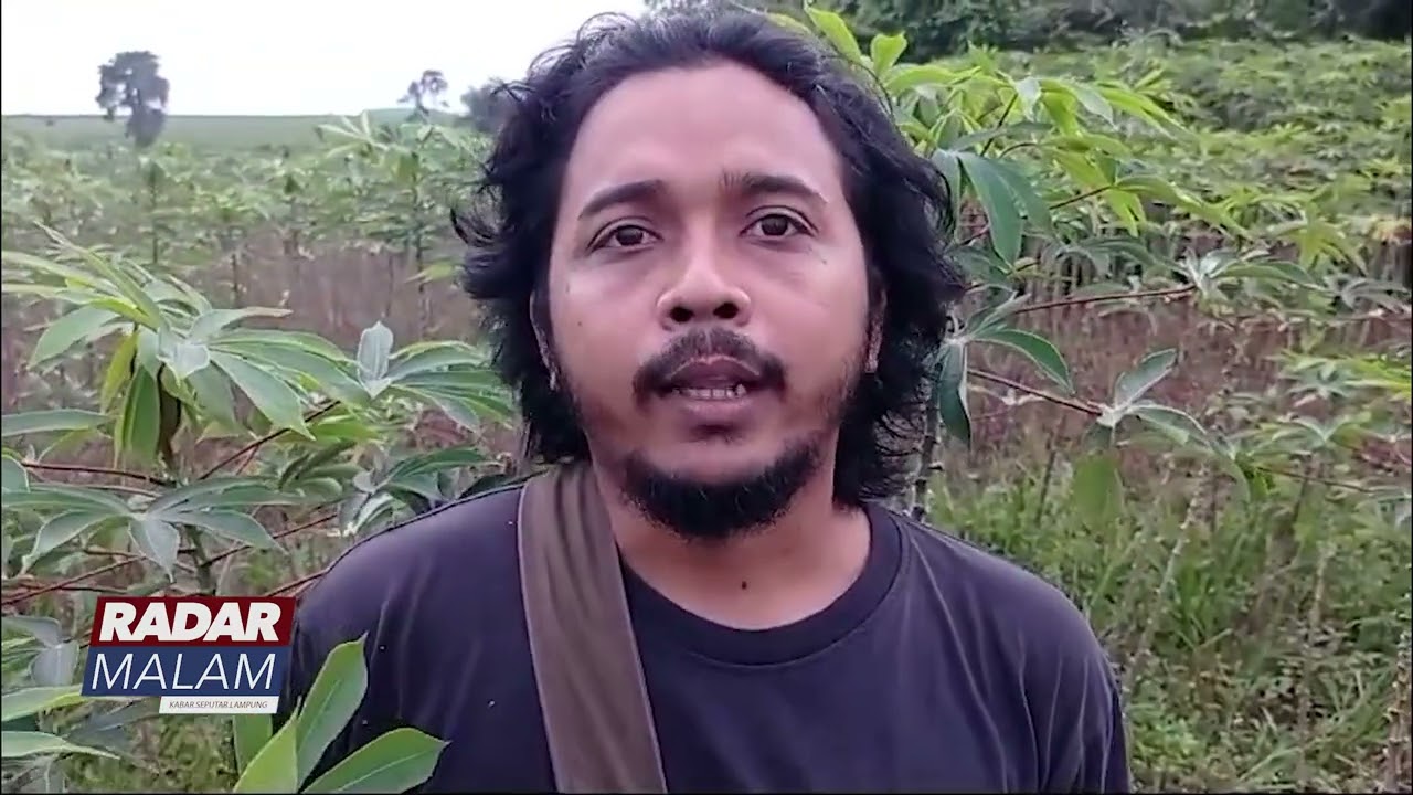 Hama Belalang Serang Tanaman Singkong - Radar TV | Mattep Nihan